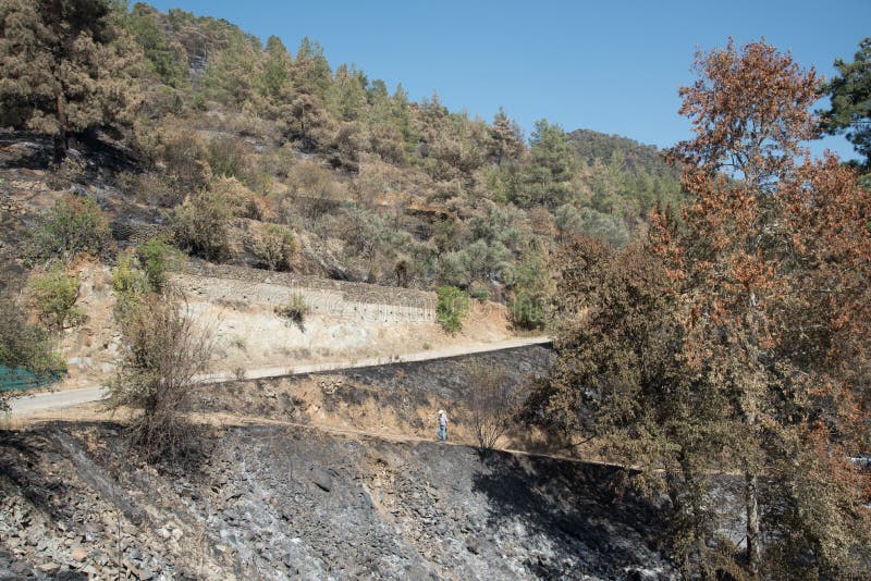 Trees Burnt in Forest Fires of July 2021 in Marmaris Resort Town of ...