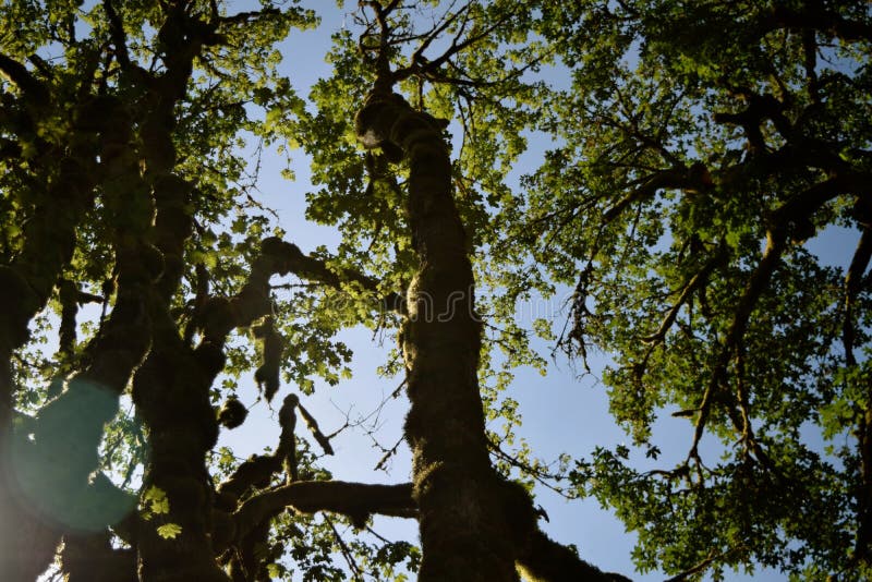 Tree Overhead 10 stock image. Image of imposing, nature - 100425735