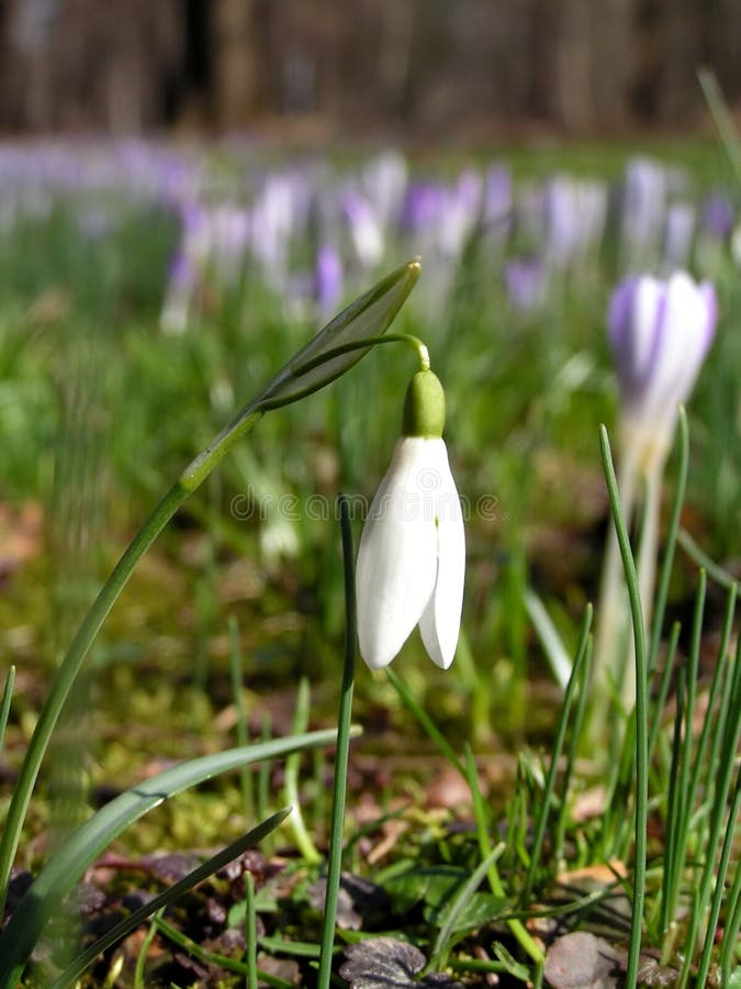 Foretaste of spring stock photo. Image of park, snowdrop - 89982