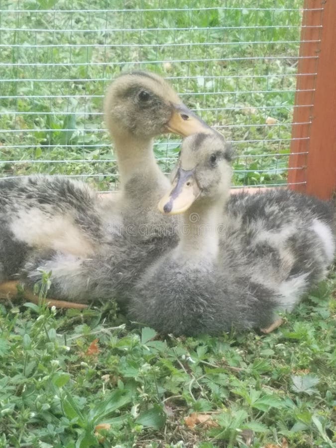 Forever friends stock photo. Image of friends, duck - 125197324