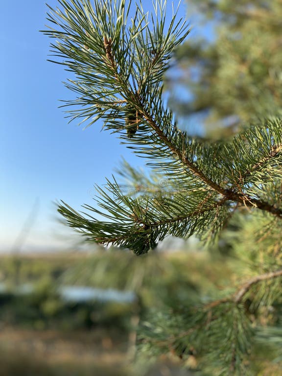 Forever green tree stock photo. Image of forever, tree - 207301424