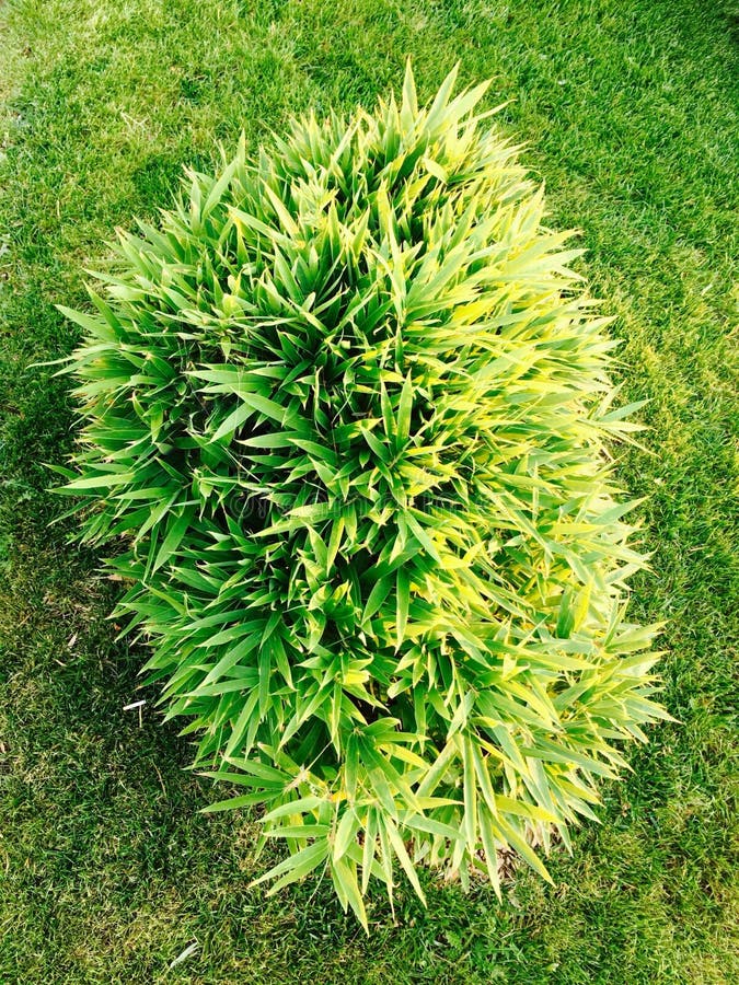 Forever green stock image. Image of urban, green, grass - 78281307