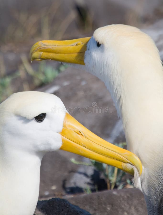 147 Albatross Love Stock Photos - Free & Royalty-Free Stock Photos from ...