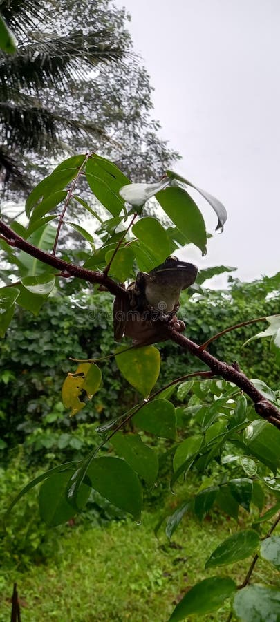 Forg stock photo. Image of food, green, plant, garden - 269644796