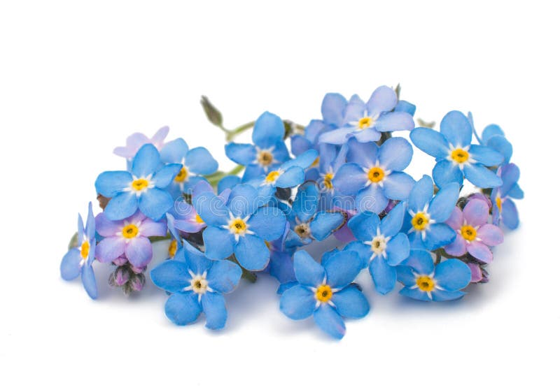 Forget-me-not Victoria Blue Flower Isolated on White Stock Image ...