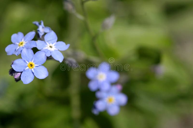 Forget-me-not stock photo. Image of cluster, macro, closeup - 10090044