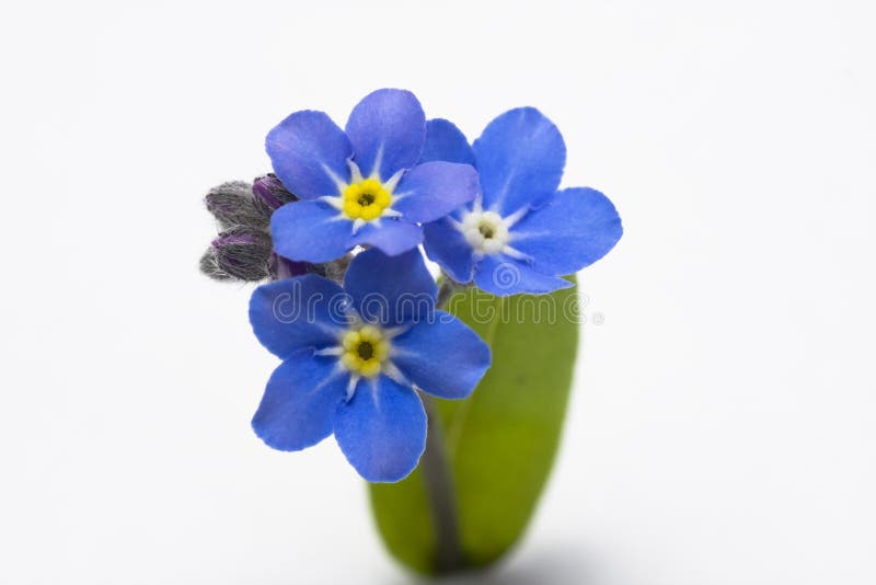Forget-me-not Victoria Blue Flower Isolated on White Stock Photo ...