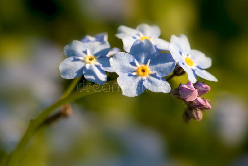 Forget-me-not flowers stock image. Image of alaska, buds - 2255015