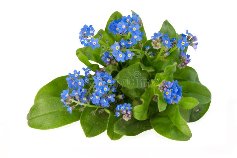 363 Forget Valentines Day Stock Photos - Free & Royalty-Free Stock ...