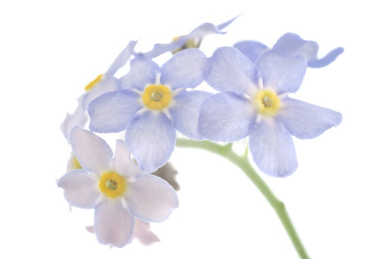 Forget-me-not Blue Flower Isolated on White Stock Photo - Image of ...