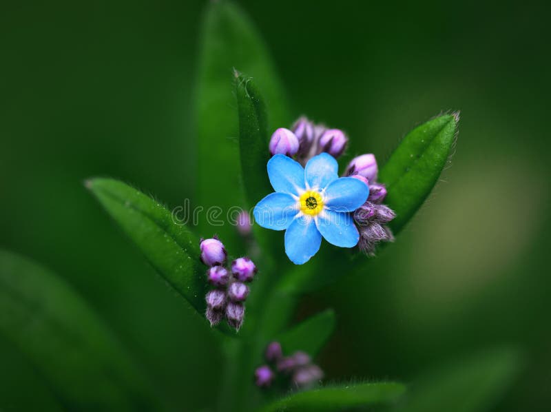 Forget-me-not flowers stock image. Image of alaska, buds - 2255015