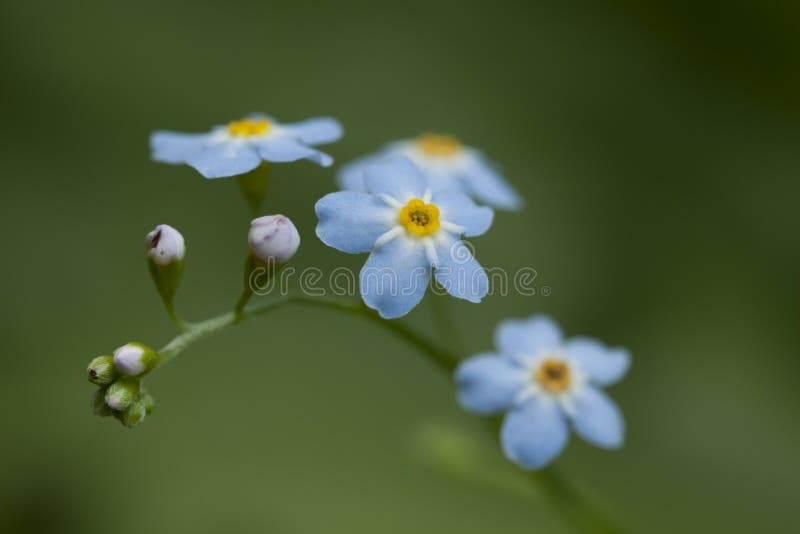 Forget-me-not stock image. Image of plant, small, macro - 27891261