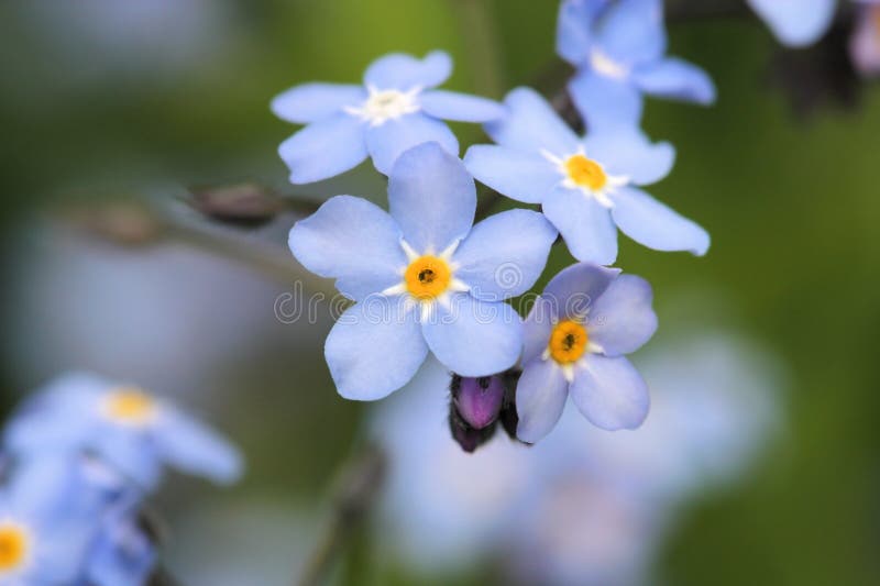 Forget Me Not stock image. Image of small, gardening, alpinen - 746779