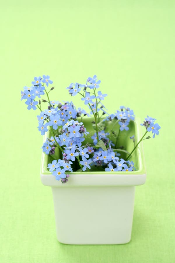 Forget-me-not Flowers in Pot on White Background Stock Image - Image of ...