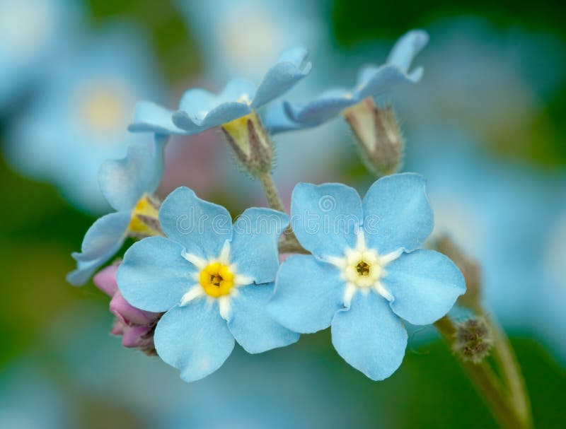 Forget-me-not flowers stock image. Image of alaska, buds - 2255015