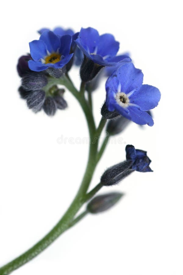 Forget-me-not Victoria Blue Flower Isolated on White Stock Image ...