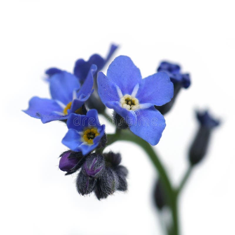 Forget-me-not Victoria Blue Flower Isolated on White Stock Image ...