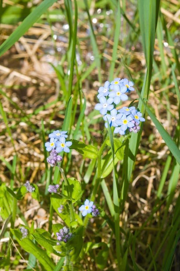 Forget-me-not stock image. Image of leaf, petal, ornamental - 9736981