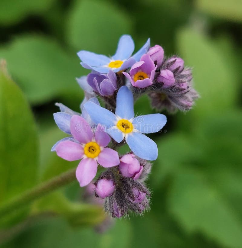 Forget-me-not stock image. Image of plant, forgetmenot - 259825337