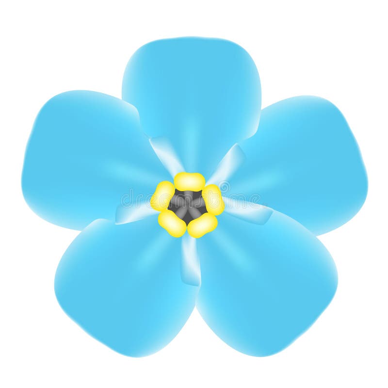 Forget Me Not, Blue Flower. Stock Vector - Illustration of nature ...