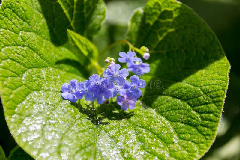 Forget-me-not Blue Flowers on Wet Leaf Stock Photo - Image of flowers ...