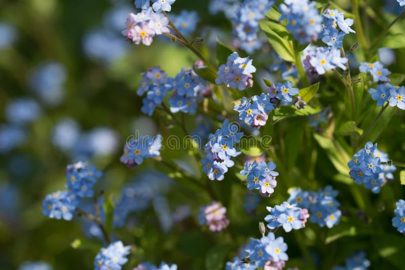 Forget-me-not Blue Spring Flowers Flowers Macro Stock Image - Image of ...