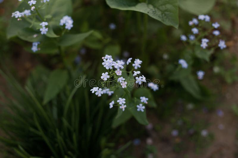 Forget-me-not Blue Tiny Flower Top View Stock Image - Image of flower ...