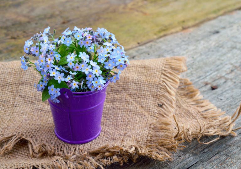 Forget-me-not stock image. Image of blue, spring, season - 41014231