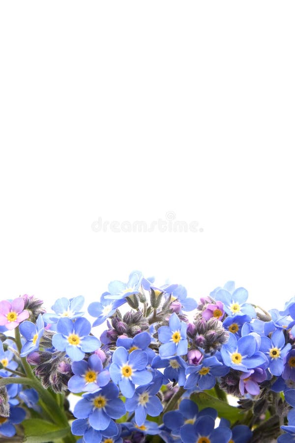 Forget me not border stock image. Image of bunch, spring - 117775