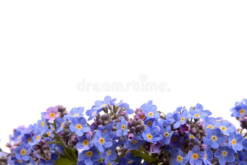 Forget me not border stock photo. Image of border, landscape - 117776