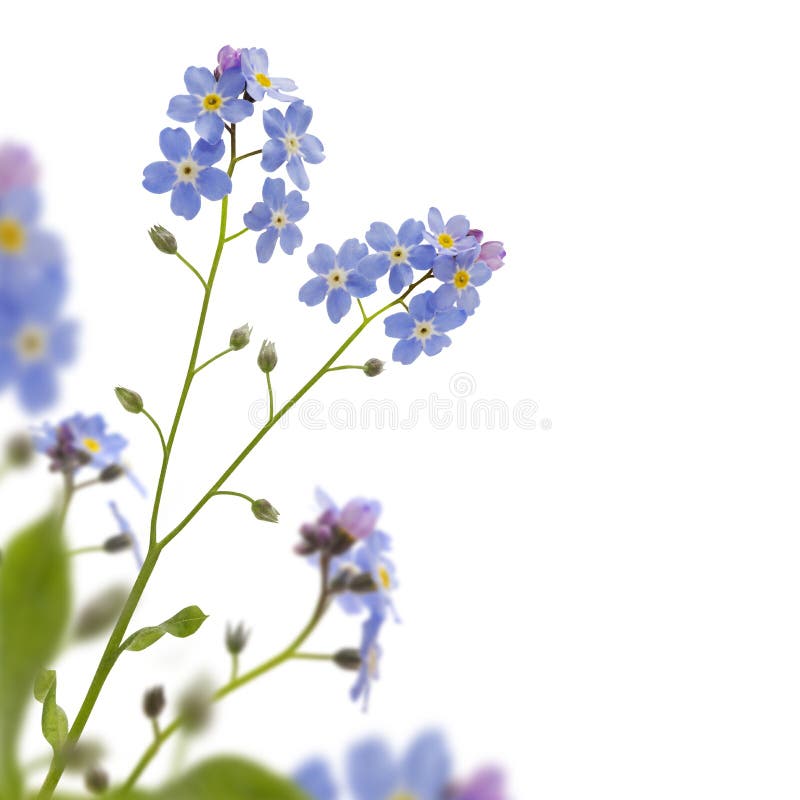 375 Forget Me Not Border Stock Photos - Free & Royalty-Free Stock ...