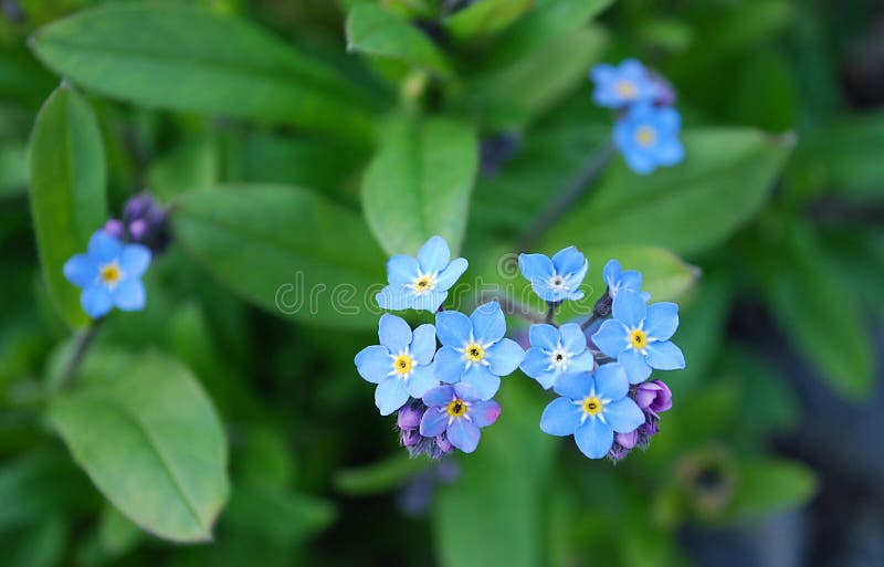 Forget-me-Not stock image. Image of summer, flora, blue - 90721087