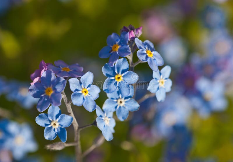 Forget-me-not close up stock image. Image of flower, plant - 26165769