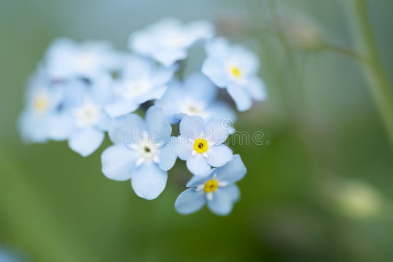 Blue forget me not flower stock image. Image of structure - 14896053
