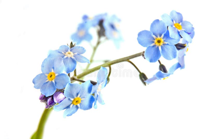 Forget-me-not Victoria Blue Flower Isolated on White Stock Photo ...