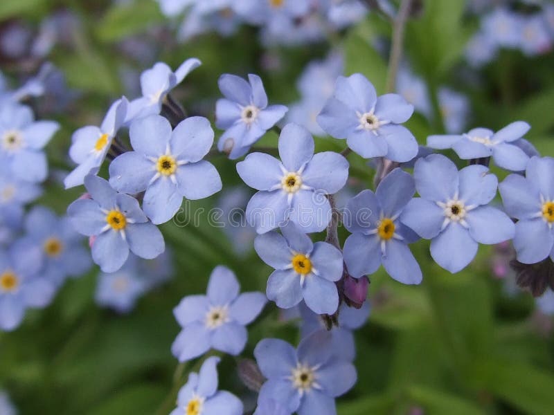 Forget-Me-Not stock photo. Image of blossom, forgetmenot - 89725704