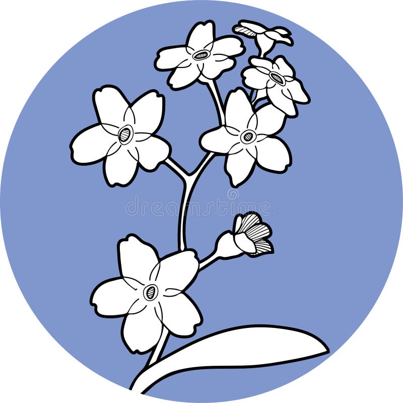 Forget Me Not Flawers in Circle Hand Draw Stock Vector - Illustration ...