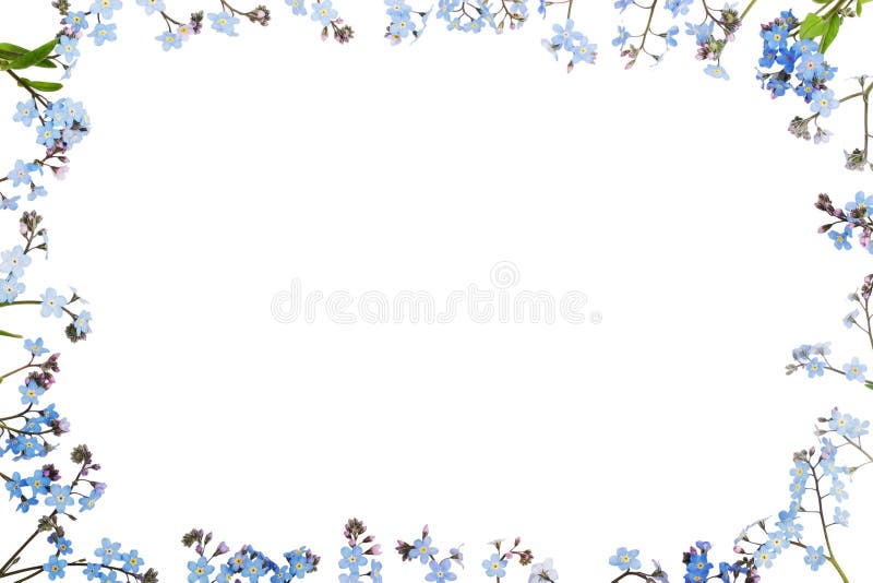 6+ Forget me not border Free Stock Photos - StockFreeImages