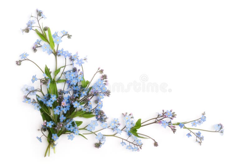 6+ Forget me not border Free Stock Photos - StockFreeImages
