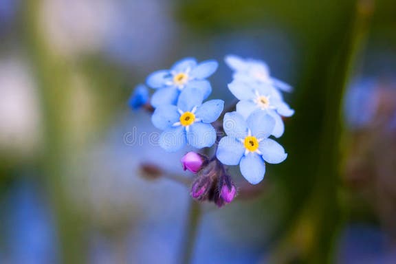 3,621 Natural Forget Me Not Blue Flower Green Nature Stock Photos ...