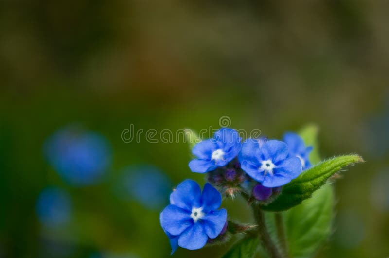 Forget-me-not flower stock image. Image of blue, plant - 14591859
