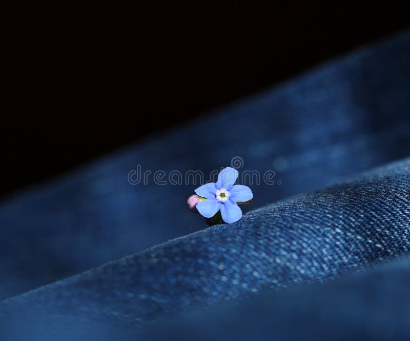 Forget Me Not Tissue Paper Stock Photos - Free & Royalty-Free Stock ...