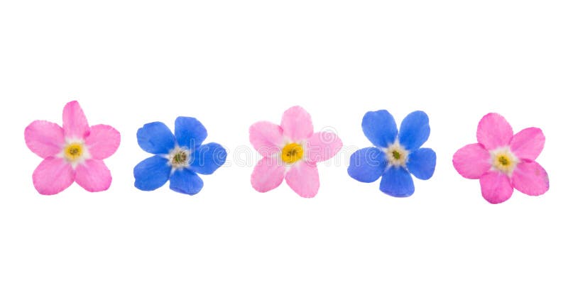 Forget-me-not Victoria Blue Flower Isolated on White Stock Image ...