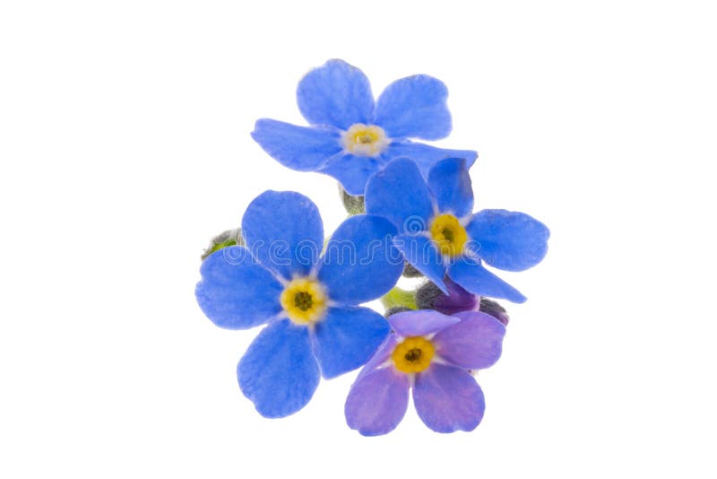 Forget-me-not Flower Isolated Stock Image - Image of background ...