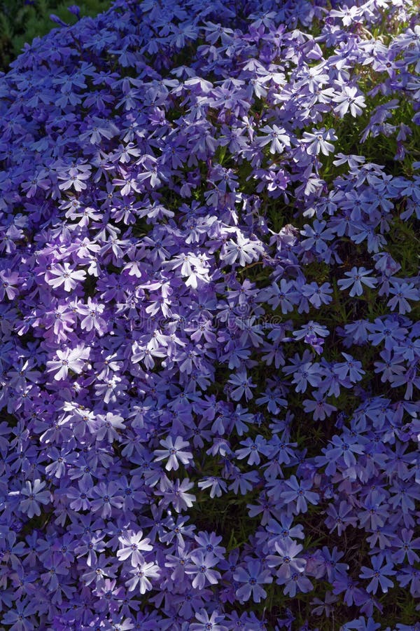 Forget Me Not Flower Purple Stock Photo - Image of odor, closeup: 72389716
