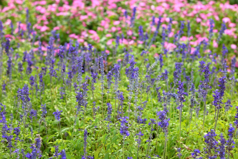 Purple Forget Me Not Flower Garden Stock Photos - Download 494 Royalty ...