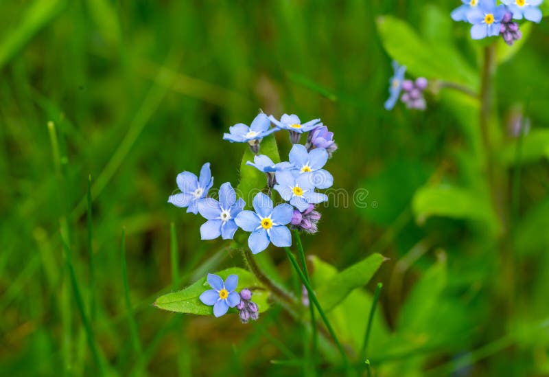 Forget Me Not Flower in the Spring Stock Photo - Image of blossom ...
