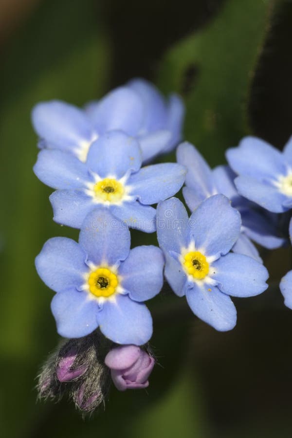 Forget-me-not flowers stock image. Image of alaska, buds - 2255015