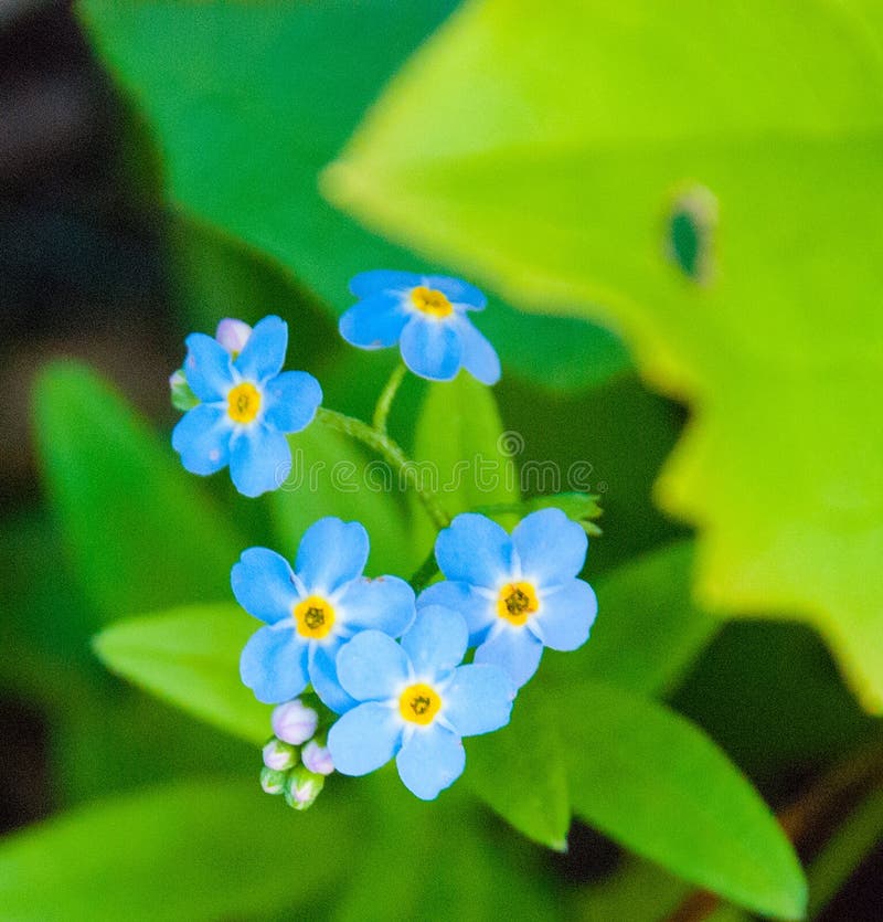 Forget Me Not Flowers stock photo. Image of petal, floral - 45251322