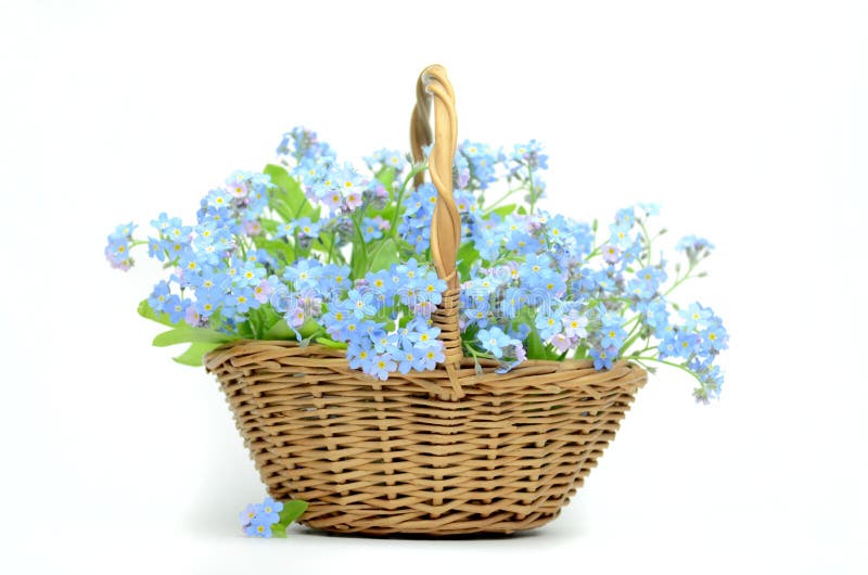 Forget-me-not flowers stock photo. Image of decoration - 40169290